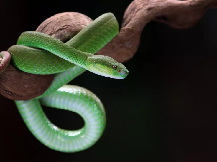 Και όμως! Εν έτη 2022, πάνω από 63.000 άνθρωποι πεθαίνουν από... δάγκωμα φιδιού | Proson